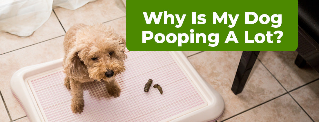 Why Is My Dog Pooping A Lot? – ChefPaw